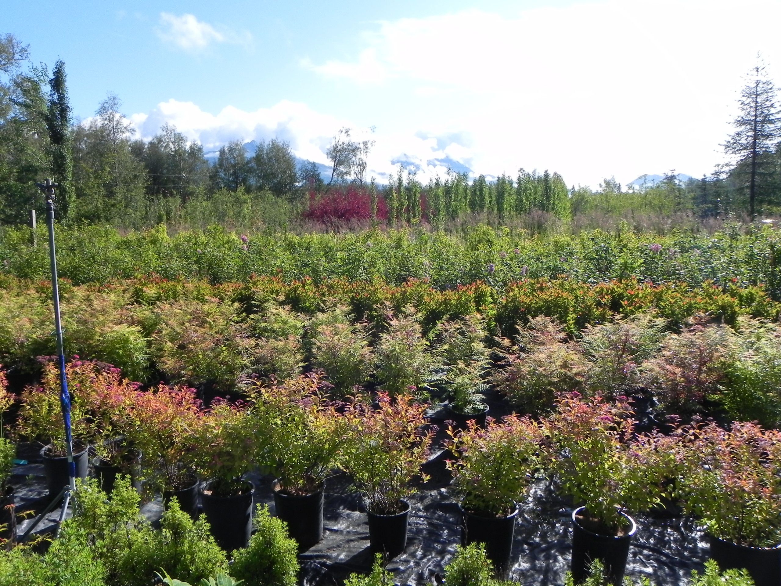 More Information | Seed-N-Tree Farms